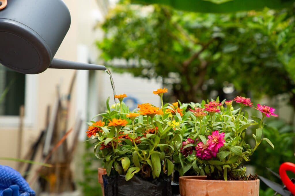 Water conservation in your garden - Water